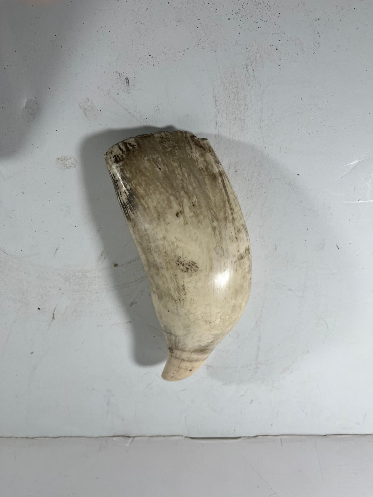 Lot 29 - Ø A 19TH CENTURY WHALE'S TOOTH