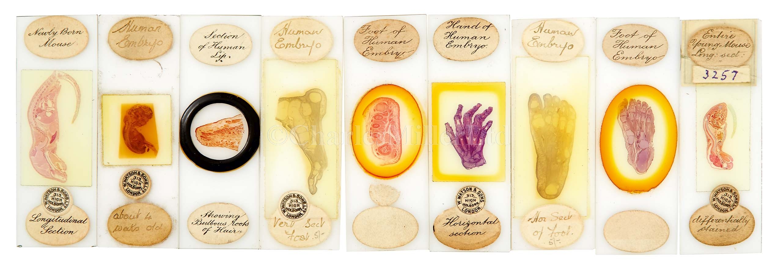 Lot 223 - A FINE COLLECTION OF RARE MICROSCOPE SLIDES..